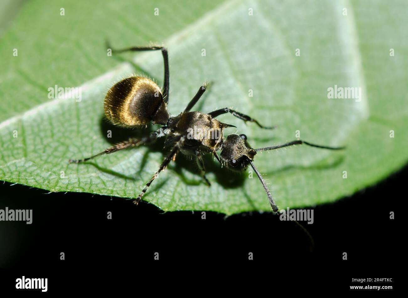 Golden tailed spiny ant polyrhachis ammon hi-res stock photography and ...