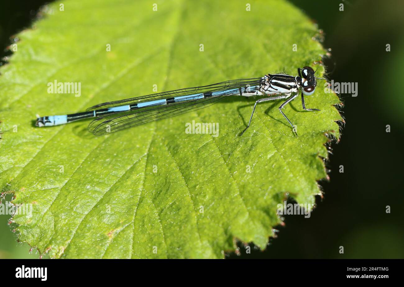 An Azure Damselfly, Coenagrion puella, resting on a leaf Stock Photo ...