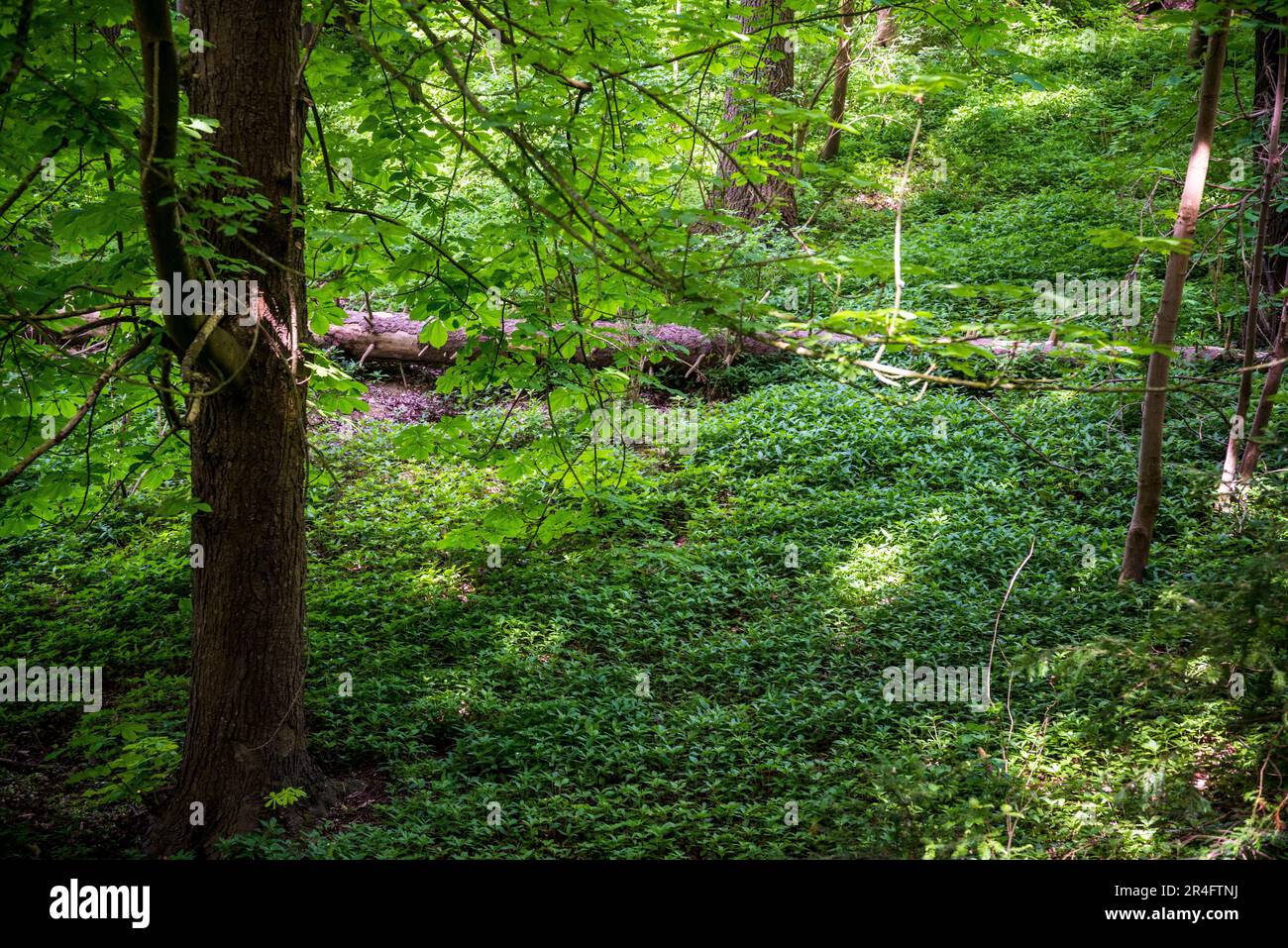 Woodland vegetation in Surrey Hills, Surrey, England, UK Stock Photo ...