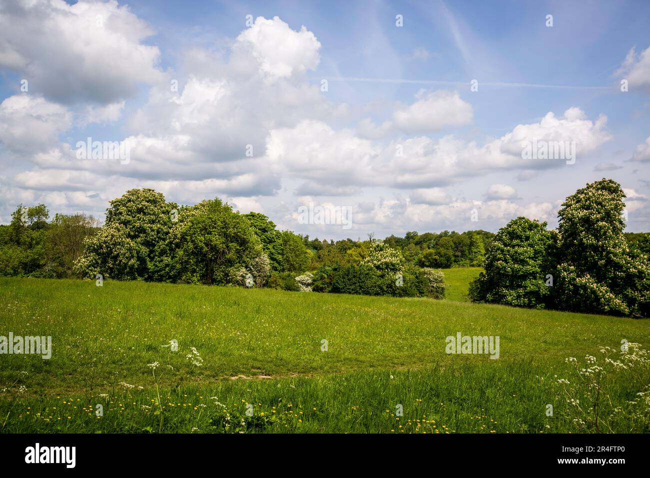 Surrey Hills, designated as Area of Outstanding Natural Beauty, Surrey ...