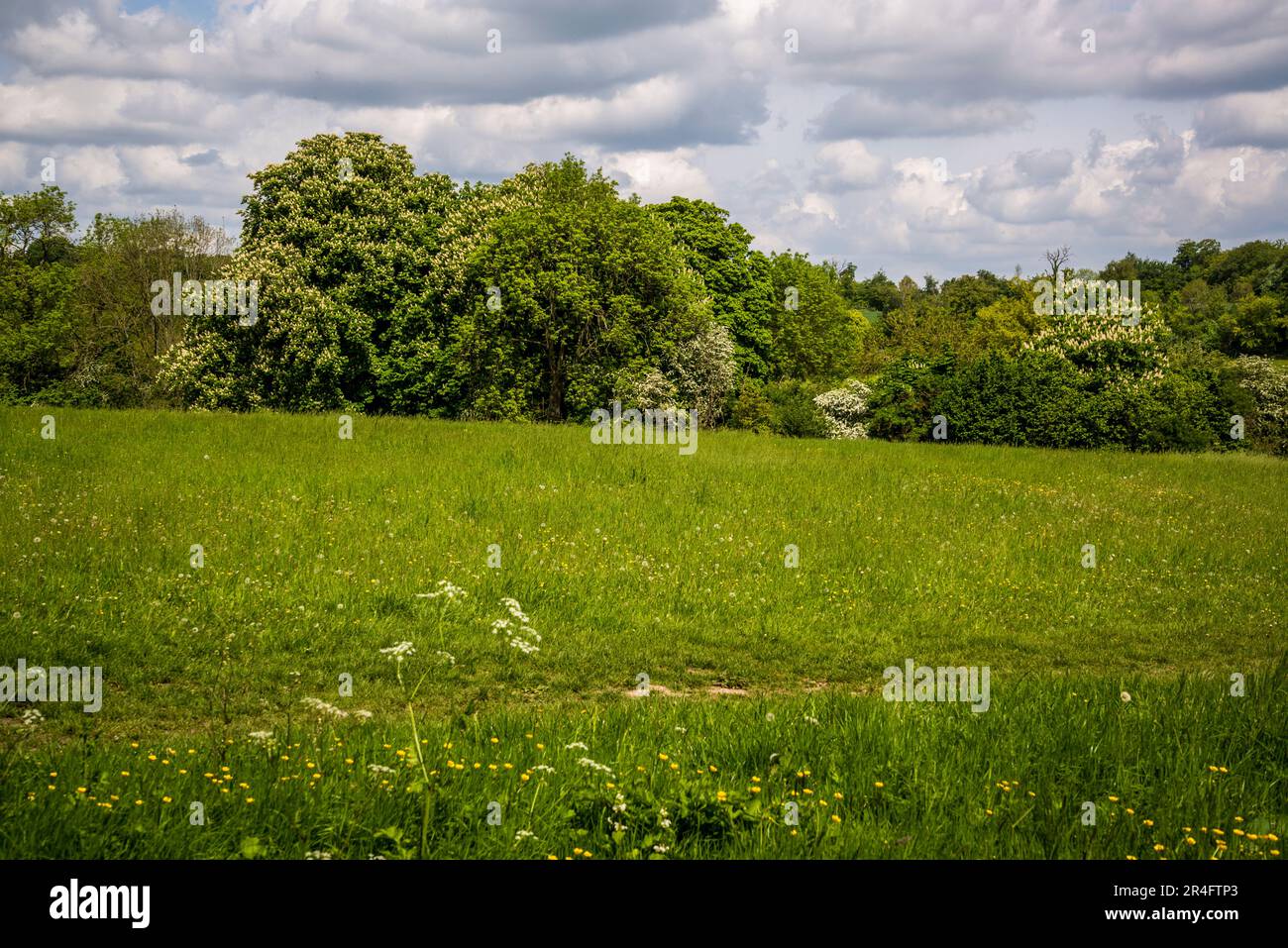 Surrey Hills, designated as Area of Outstanding Natural Beauty, Surrey ...