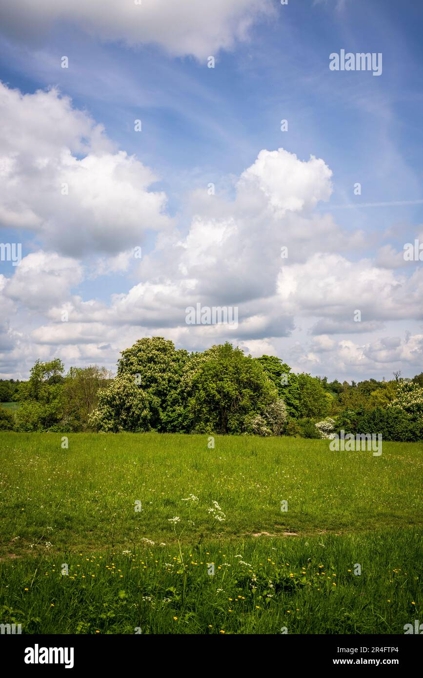 Surrey Hills, designated as Area of Outstanding Natural Beauty, Surrey ...