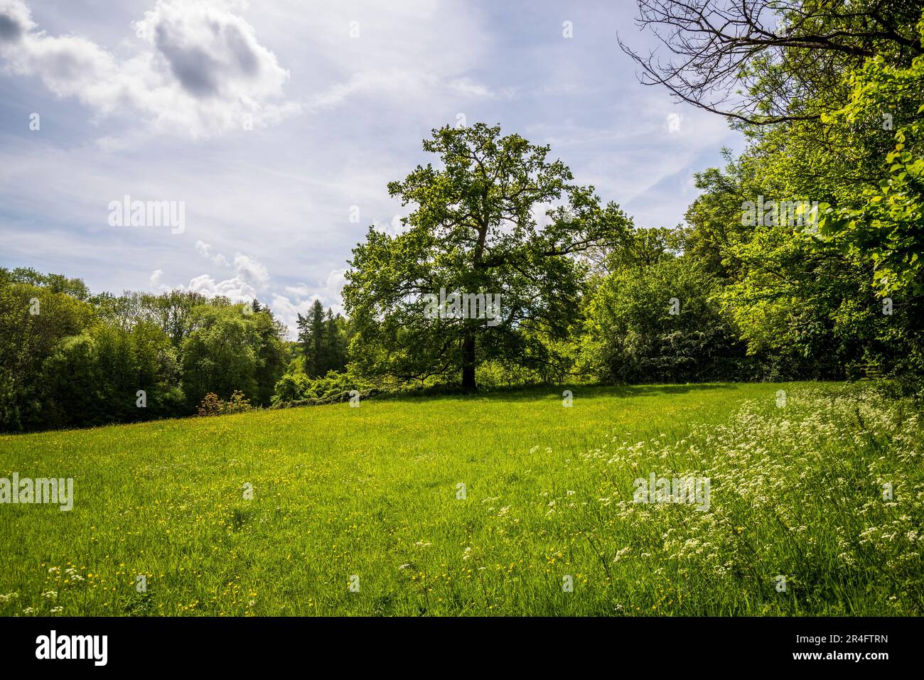 Surrey Hills, designated as Area of Outstanding Natural Beauty, Surrey ...