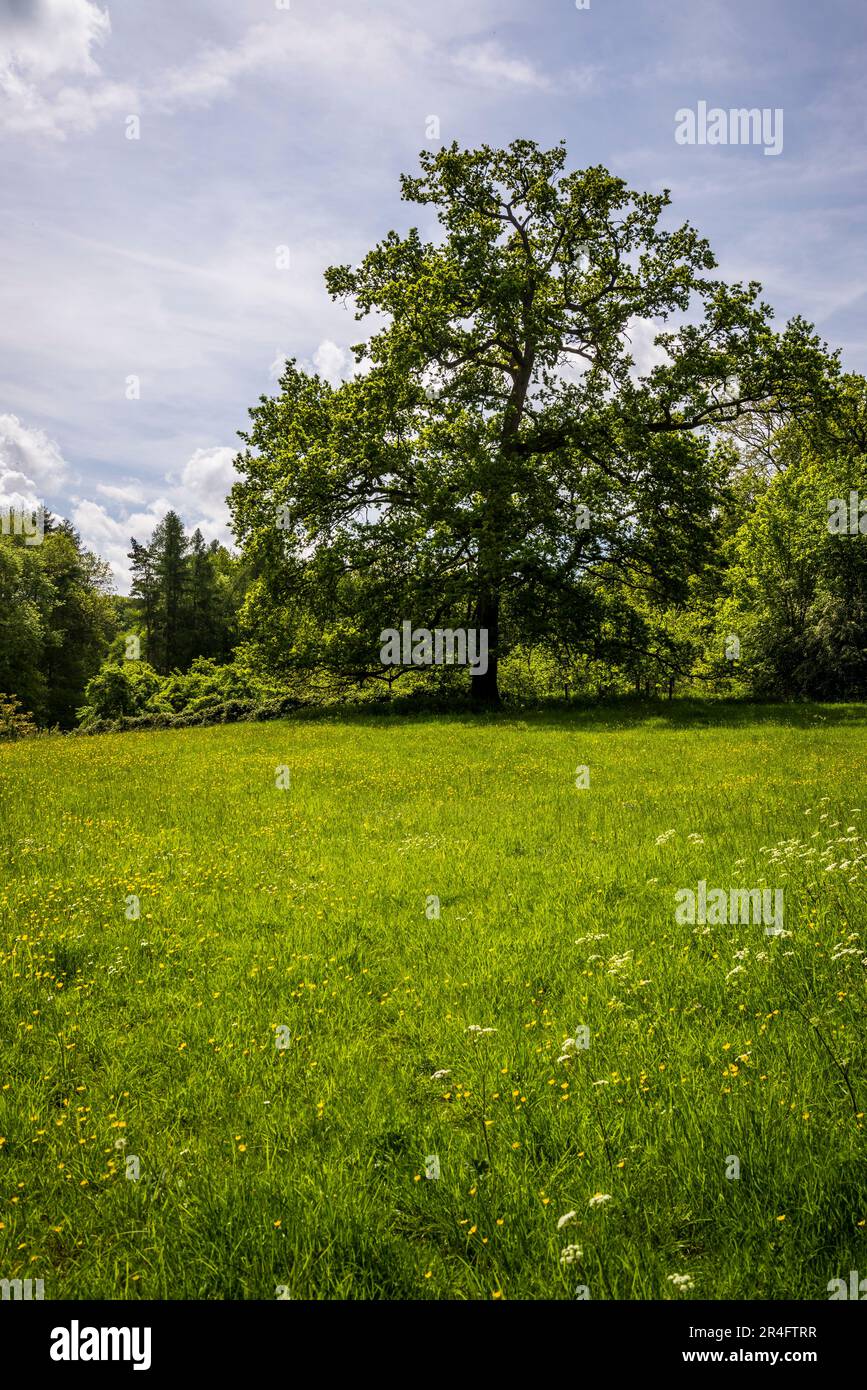 Oak tree, Surrey Hills, Surrey, England, UK Stock Photo - Alamy
