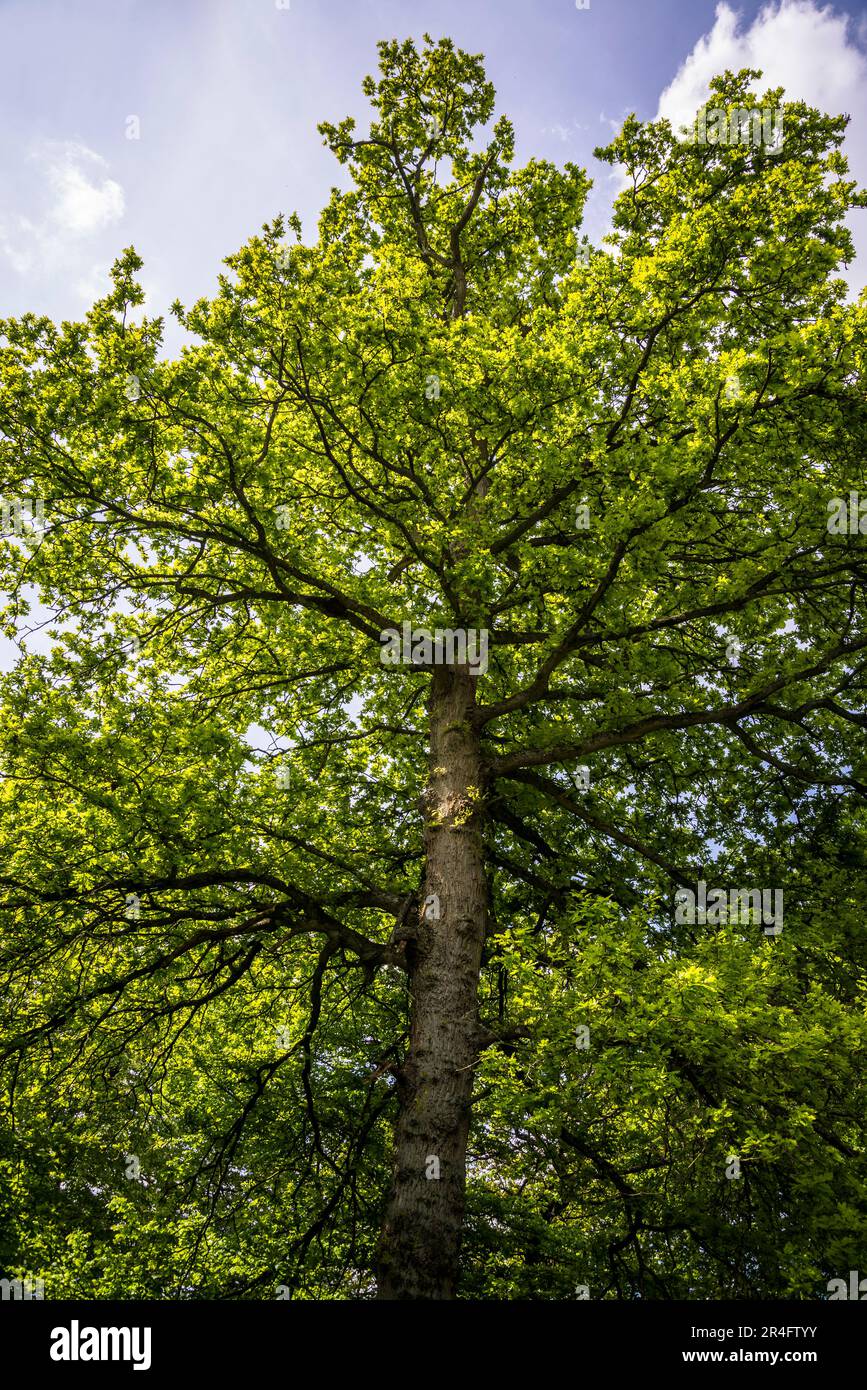 Oak tree in spring, Surrey Hills, Surrey, England, UK Stock Photo - Alamy