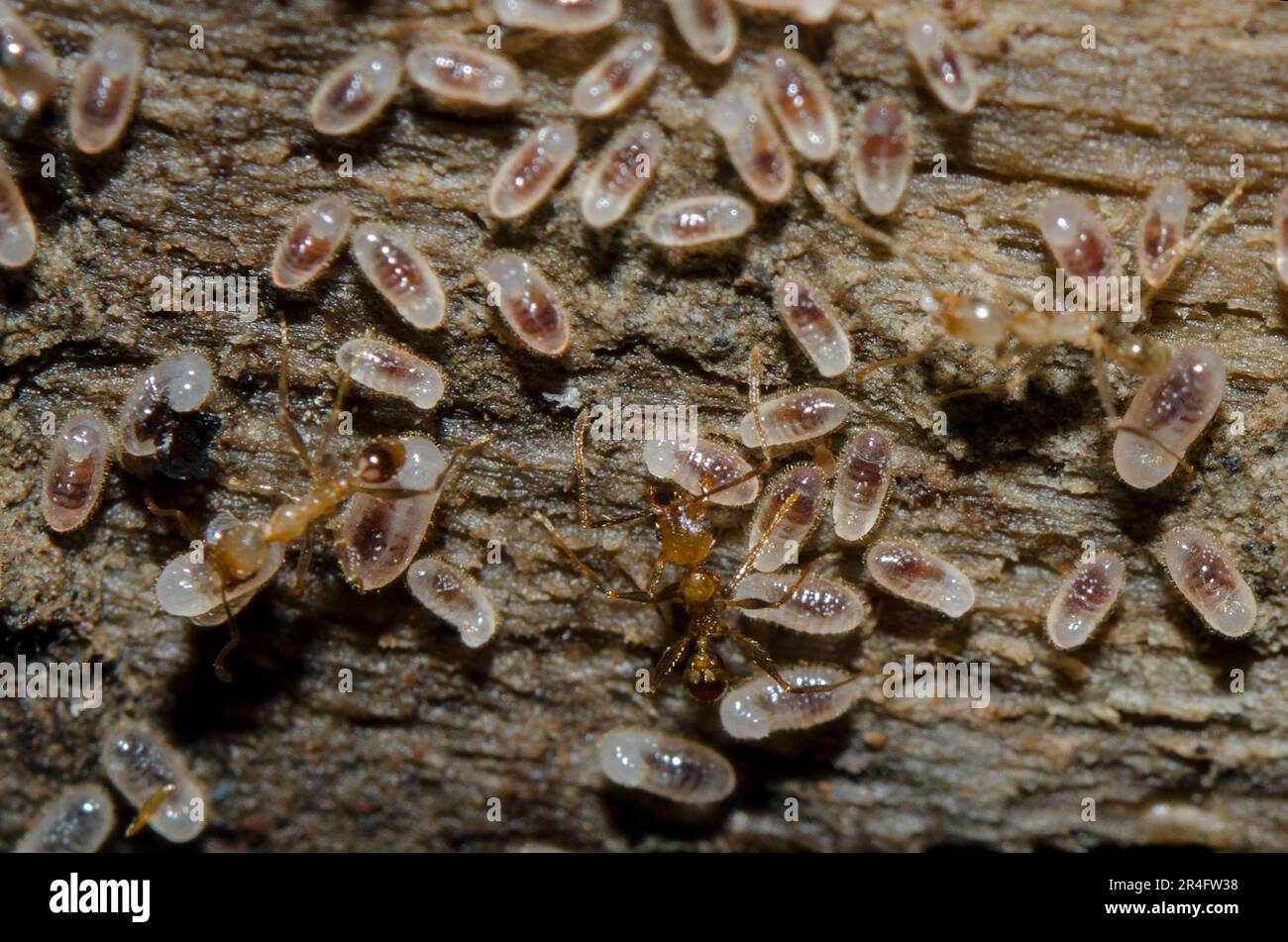 Asian Weaver Ant, Oecophylla sp, moving their colony carrying larvae ...