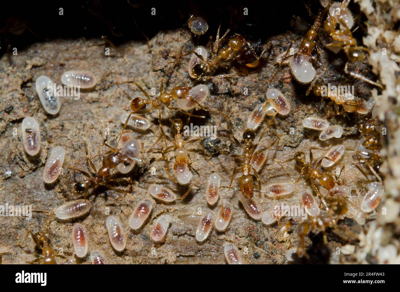 Asian Weaver Ant, Oecophylla sp, moving their colony carrying larvae ...