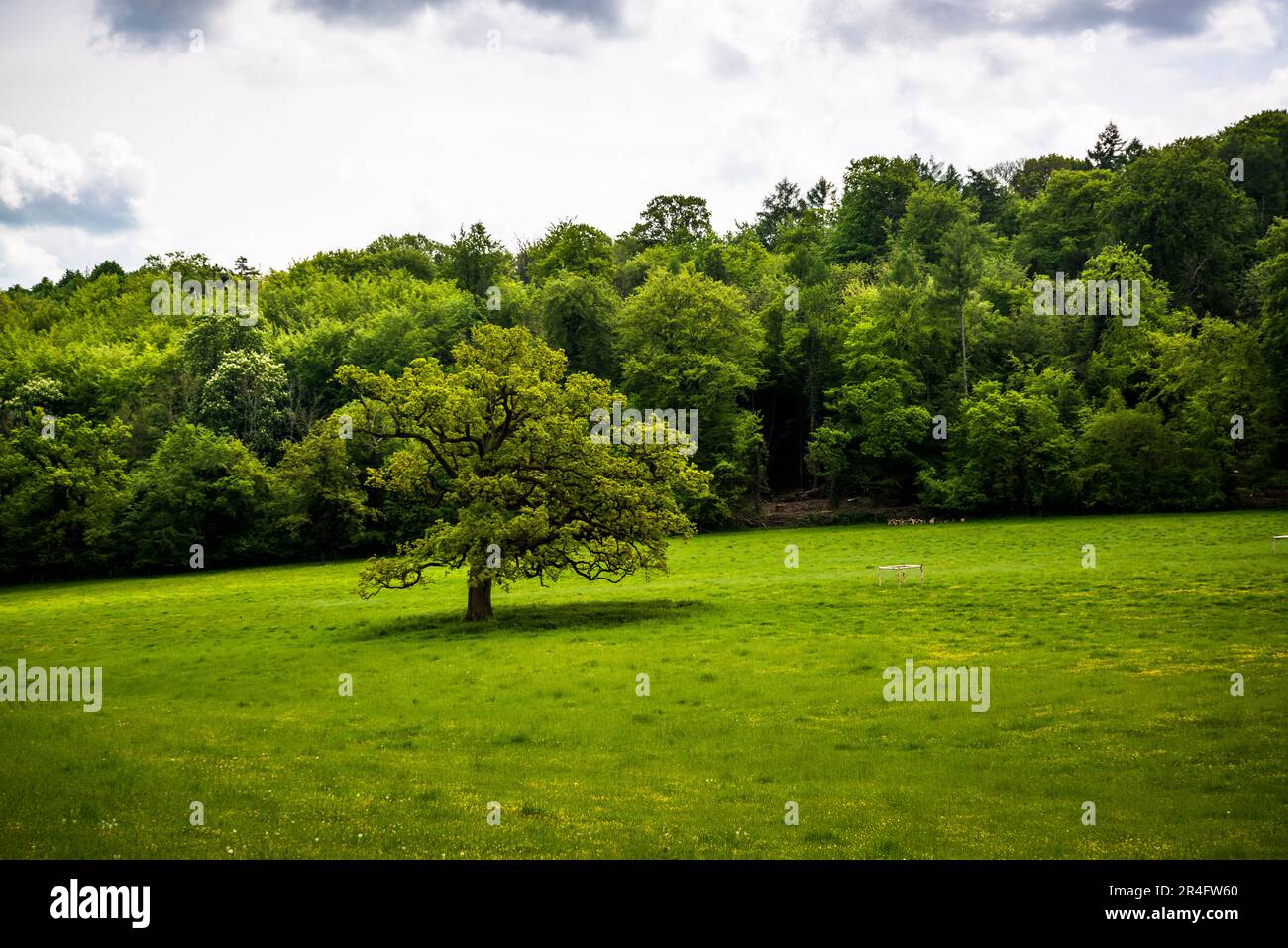 Oak tree, Surrey Hills, designated as Area of Outstanding Natural ...