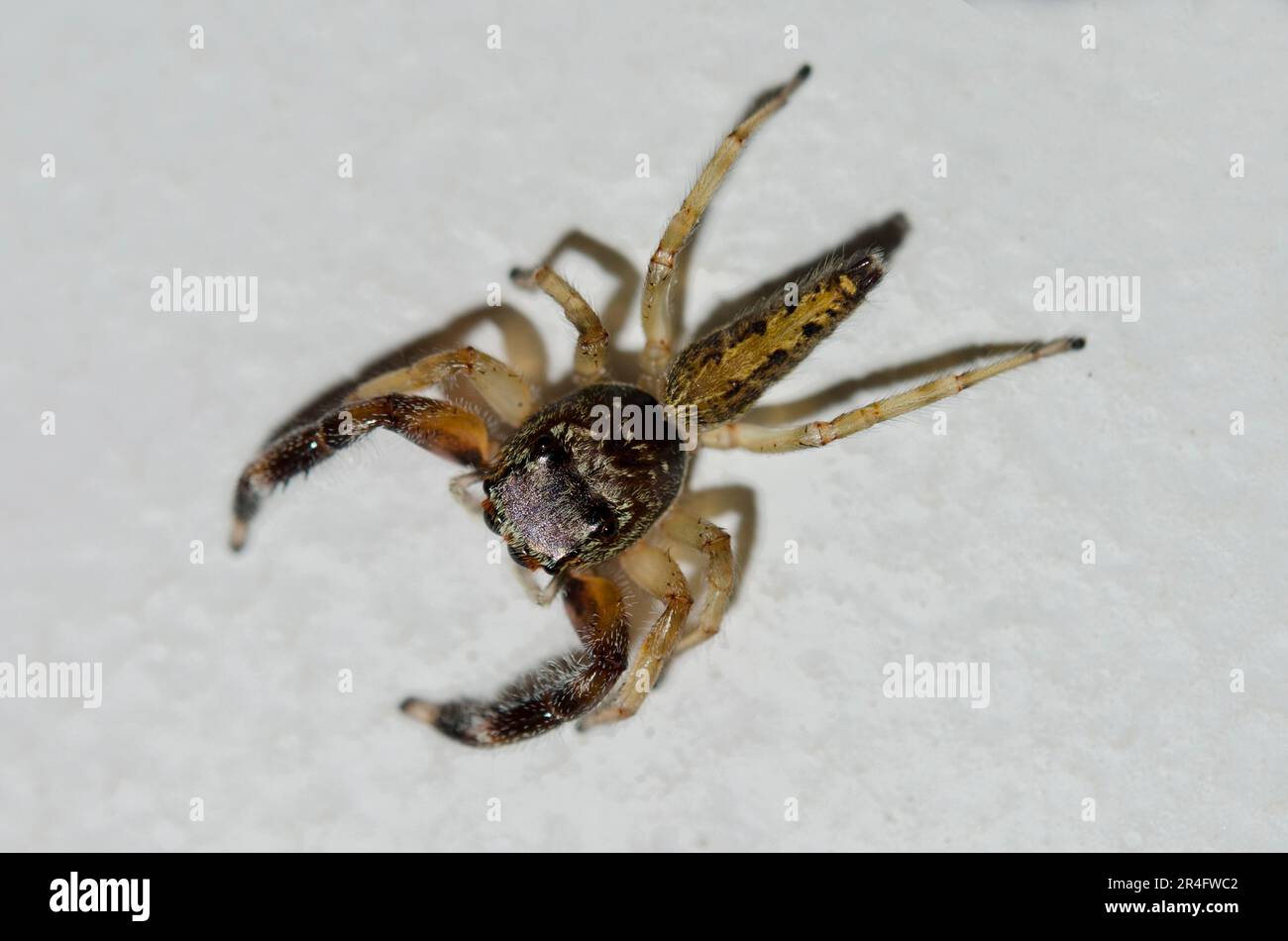 Jumping Spider, Bavia sp, on leaf, Klungkung, Bali, Indonesia Stock ...