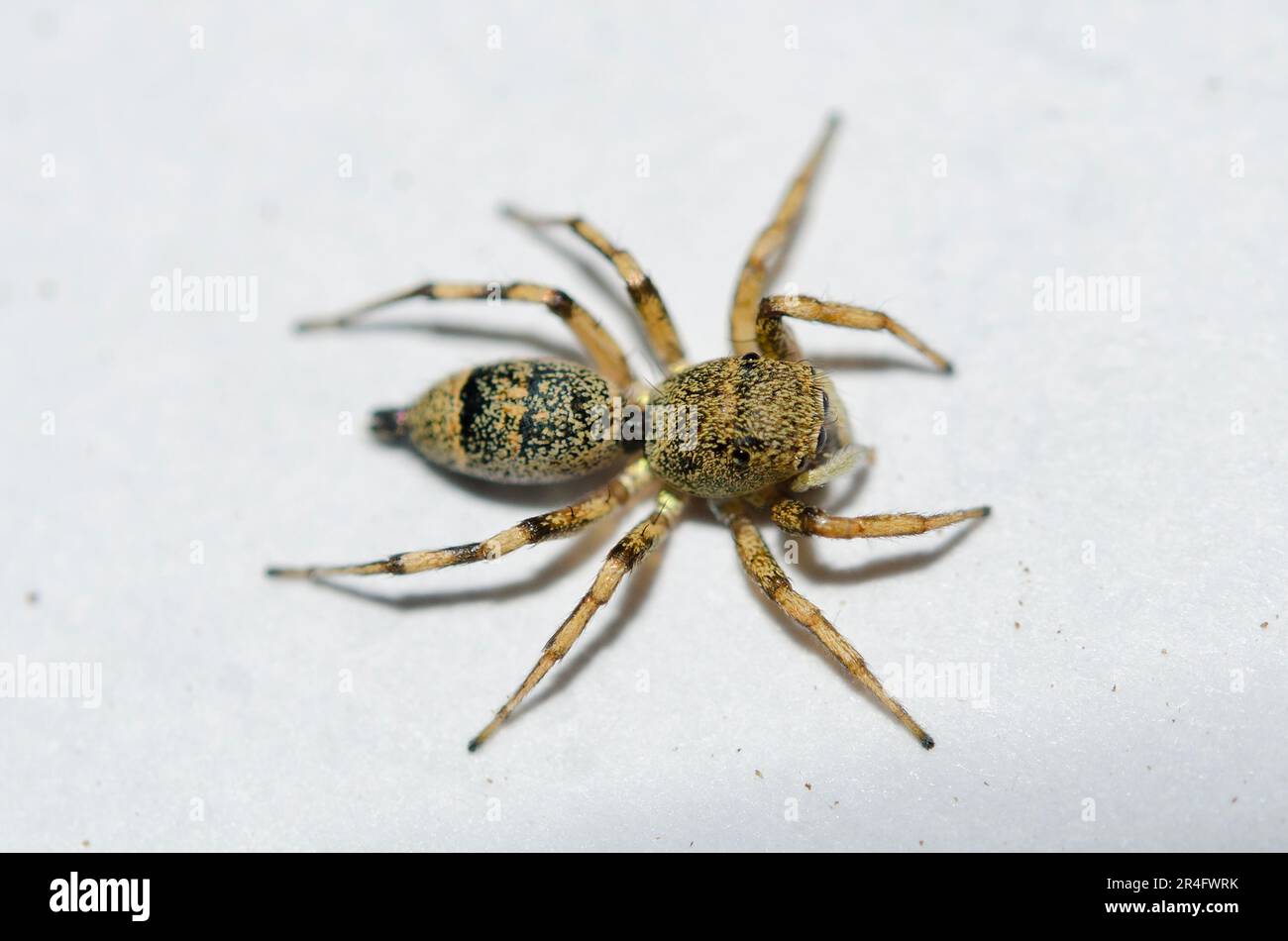 Jumping Spider, Cosmophasis umbratica, Klungkung, Bali, Indonesia Stock ...