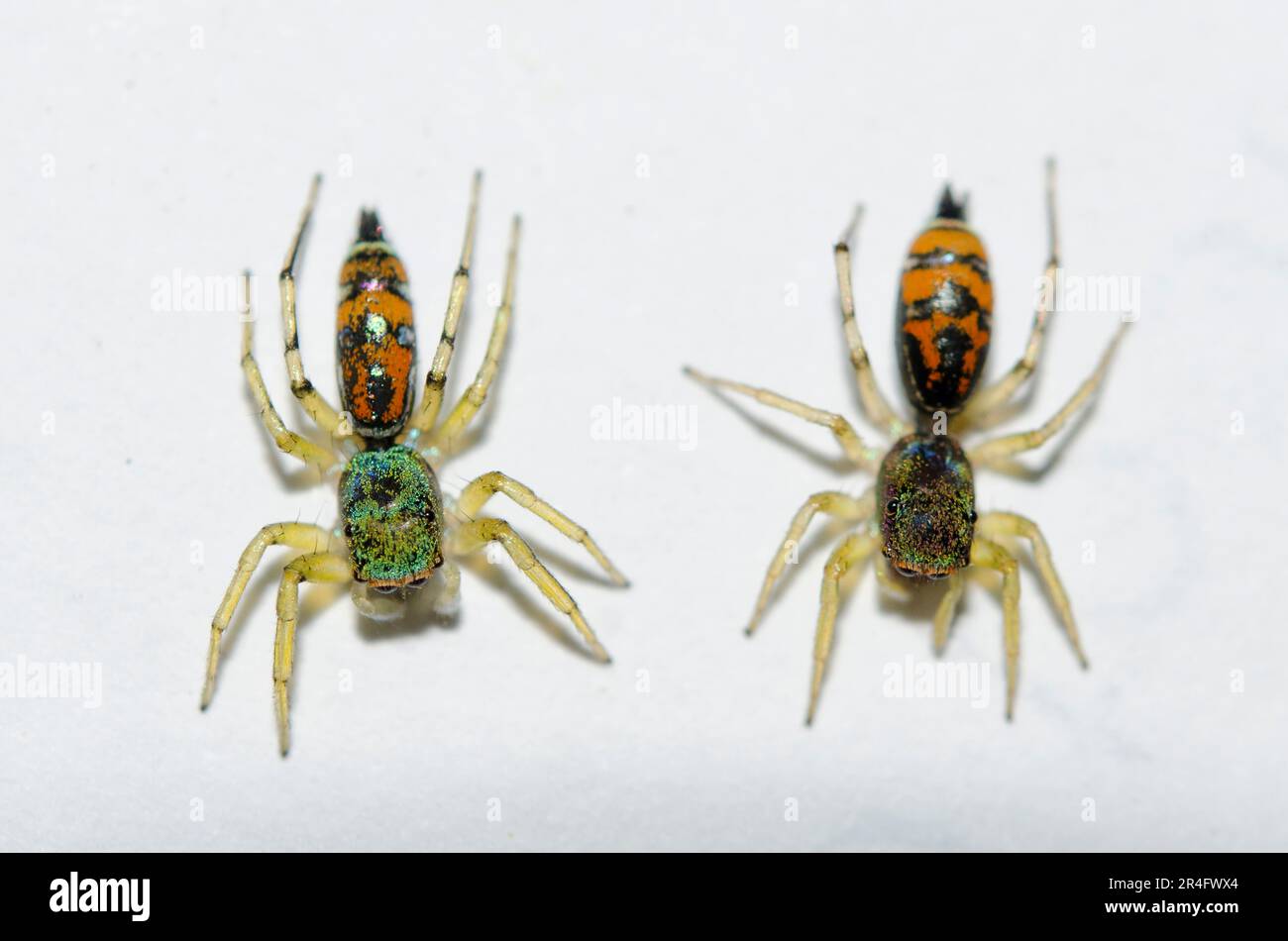 Pair of Jumping Spiders, Natta sp, Klungkung, Bali, Indonesia Stock ...