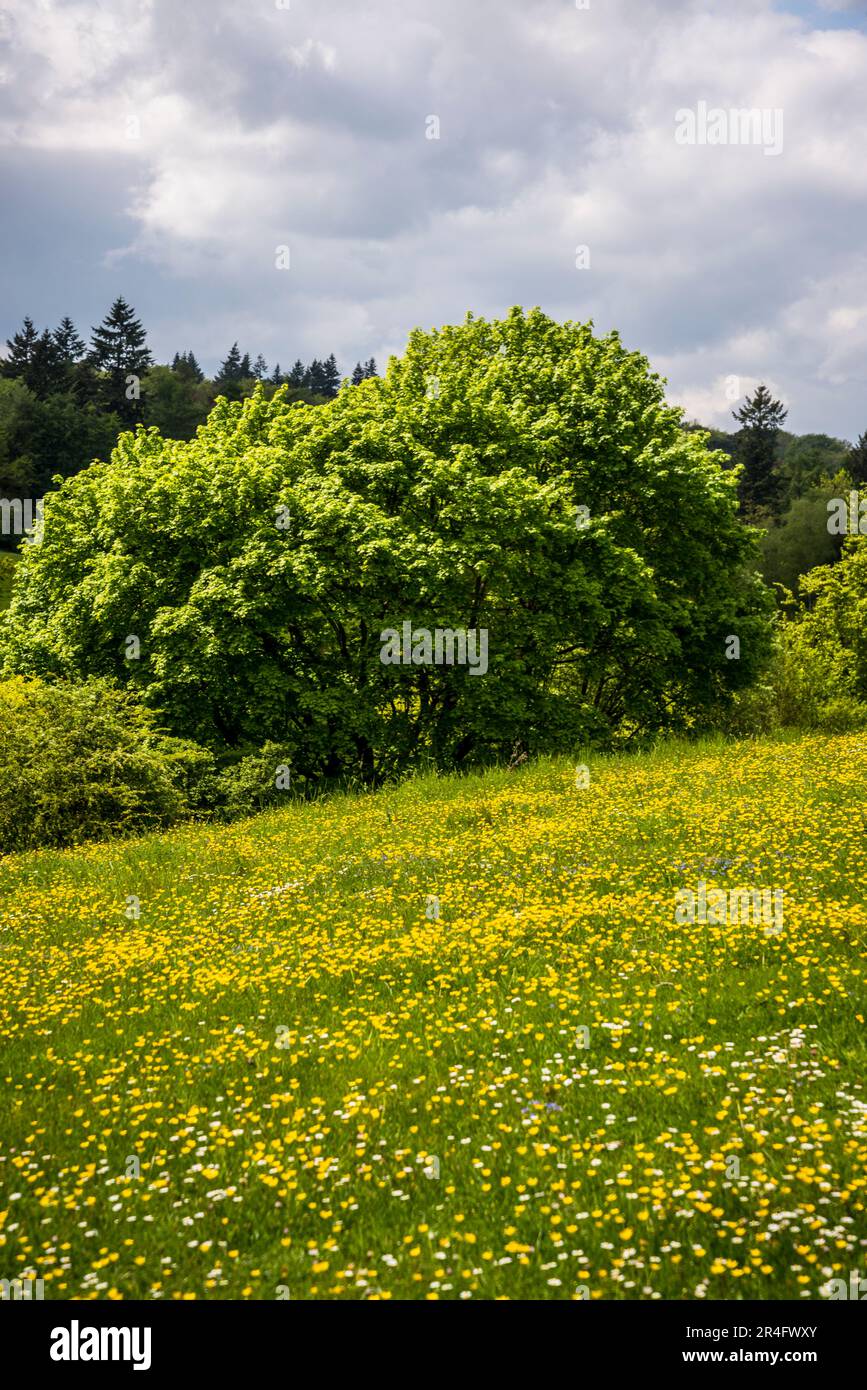 Carpet of buttercup flowers in spring, Surrey Hills, Surrey, England ...
