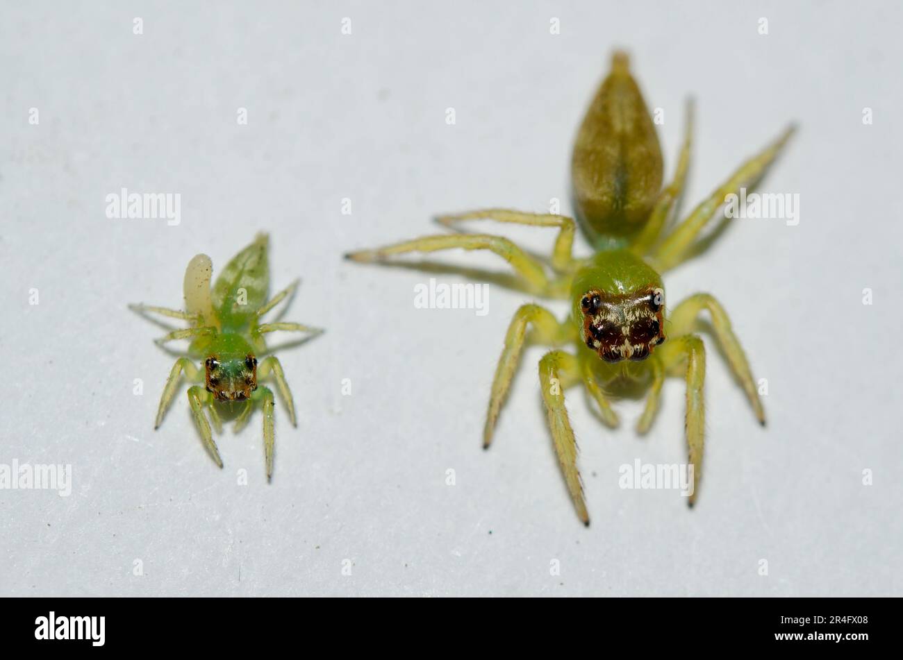 Pair of sub-adult Jumping Spiders, Artabrus erythrocephalus, smaller ...