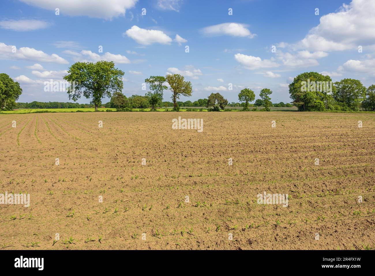 Typical landscape in the Campine with farmland and dispersed groves ...