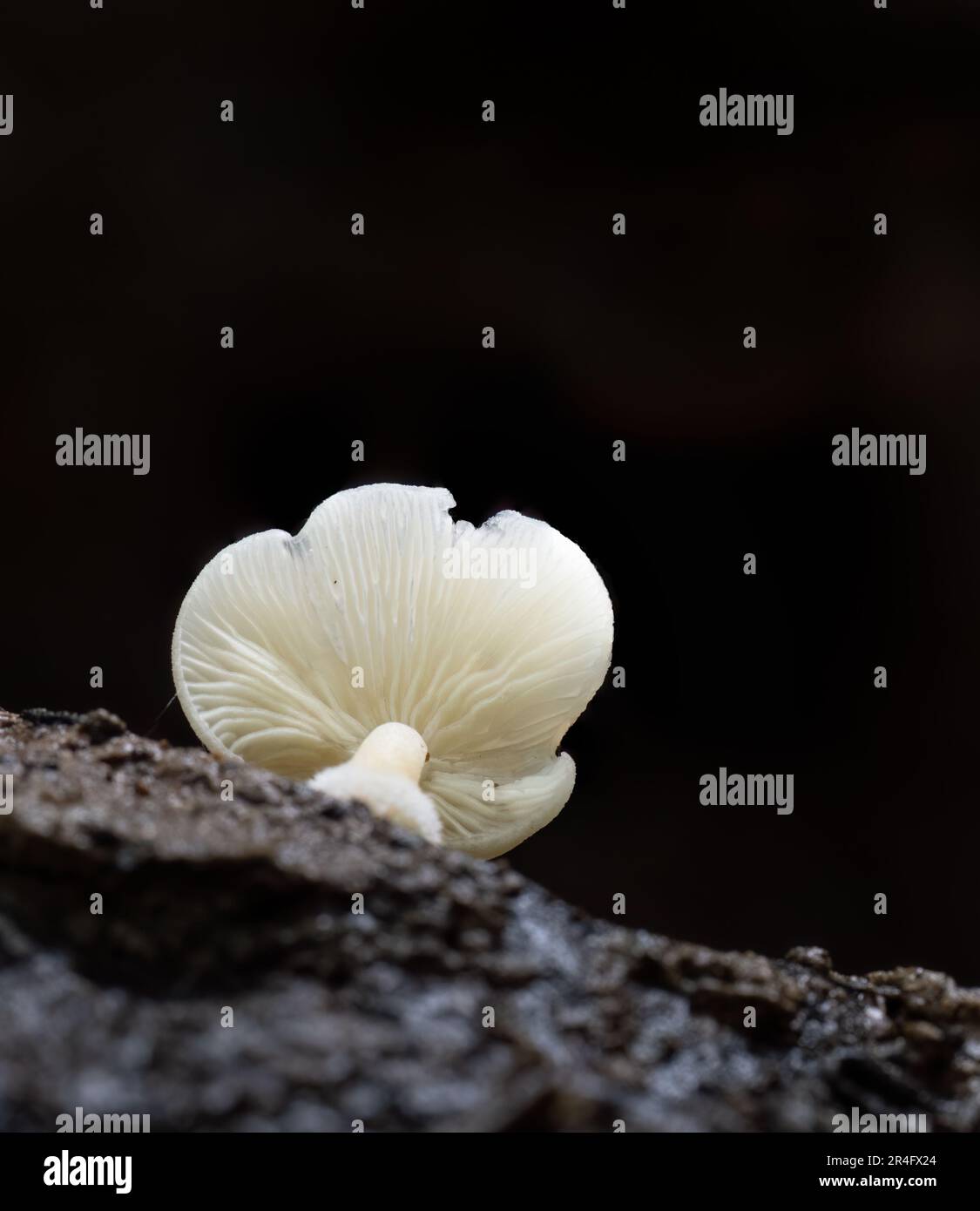 Gill of a tiny white fungus growing on a fallen tree trunk in forest ...