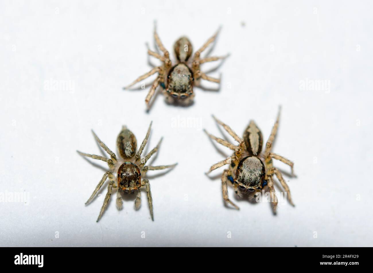 Trio of Jumping Spiders, Cytaea sp, Klungkung, Bali, Indonesia Stock ...