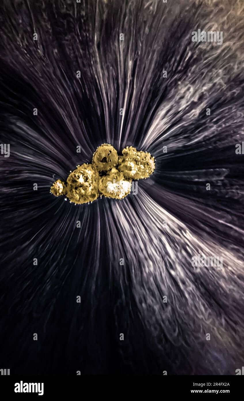 Vaporizing Dry Ice Crystal In Laboratory Simulating The Effect Of an ...