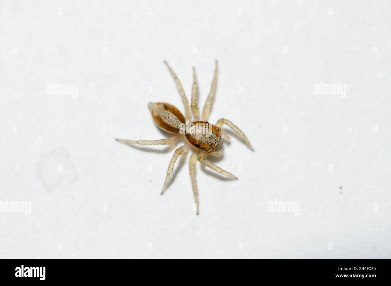 Jumping spider full view hi-res stock photography and images - Alamy