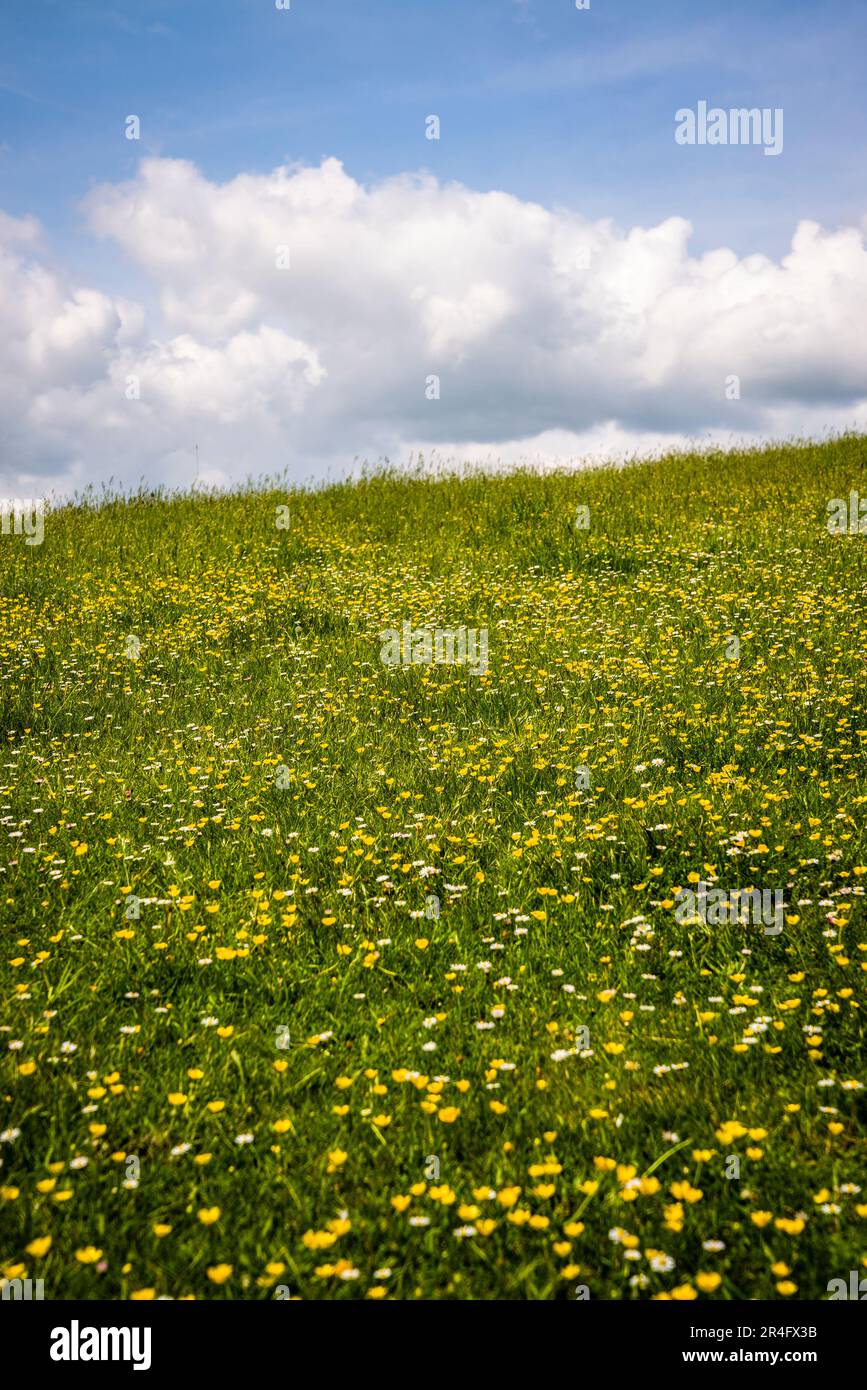 Carpet of buttercup flowers in spring, Surrey Hills, Surrey, England ...