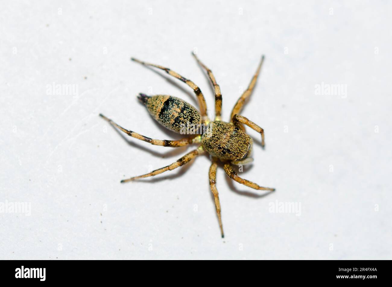 Jumping Spider, Cosmophasis umbratica, Klungkung, Bali, Indonesia Stock ...
