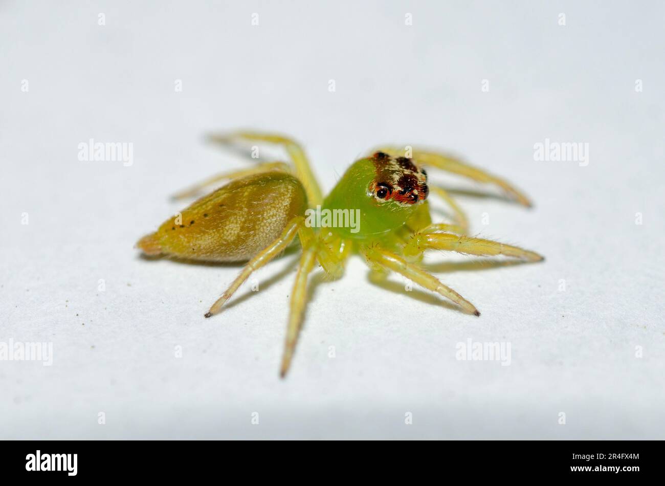 Sub tropical spider hi-res stock photography and images - Alamy
