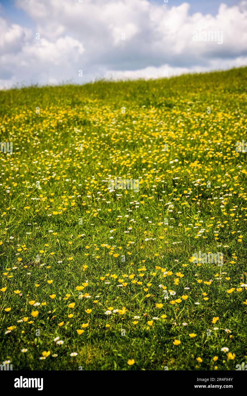 Carpet of buttercup flowers in spring, Surrey Hills, Surrey, England ...
