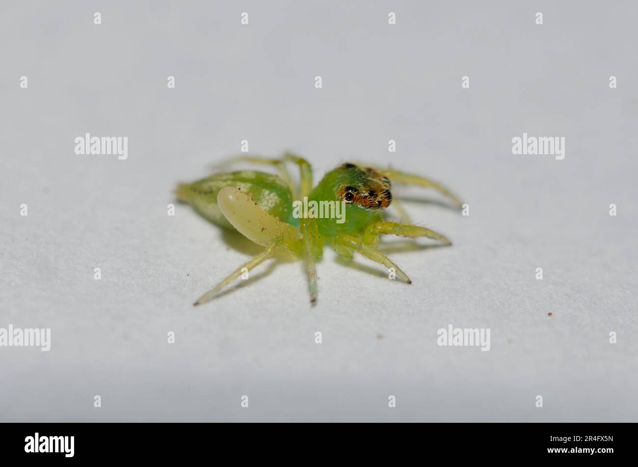 Sub-adult Jumping Spider, Artabrus erythrocephalus, with egg from ...
