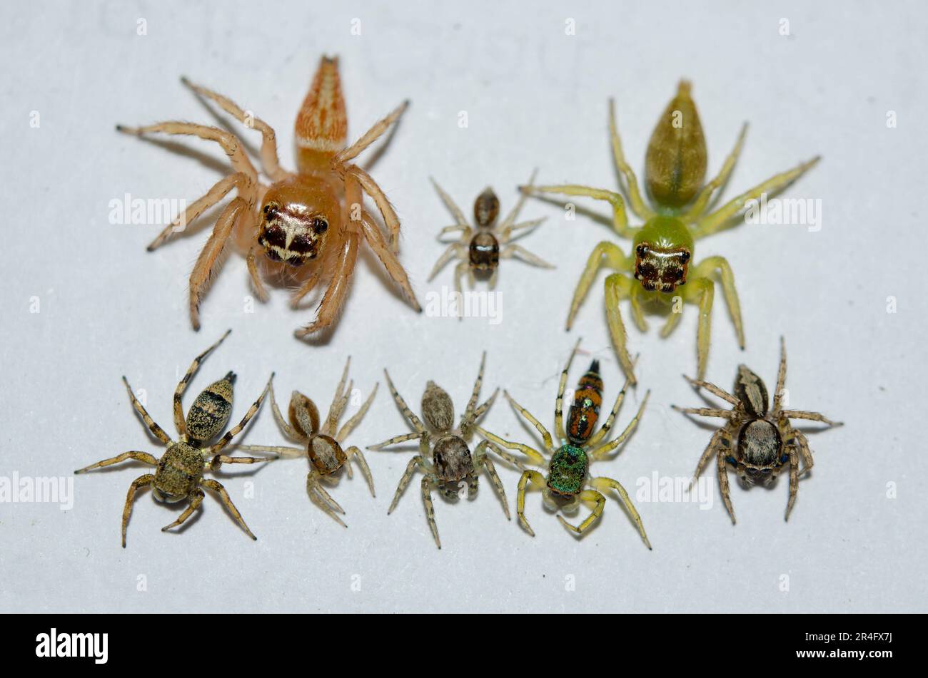 Collection of Jumping Spiders, Artabrus erythrocephalus, Natta sp ...