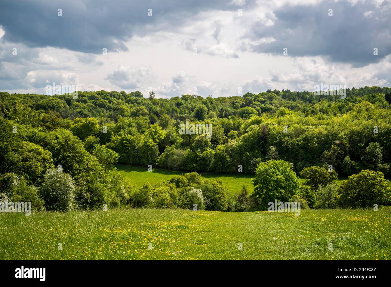 Surrey Hills, designated as Area of Outstanding Natural Beauty, Surrey ...
