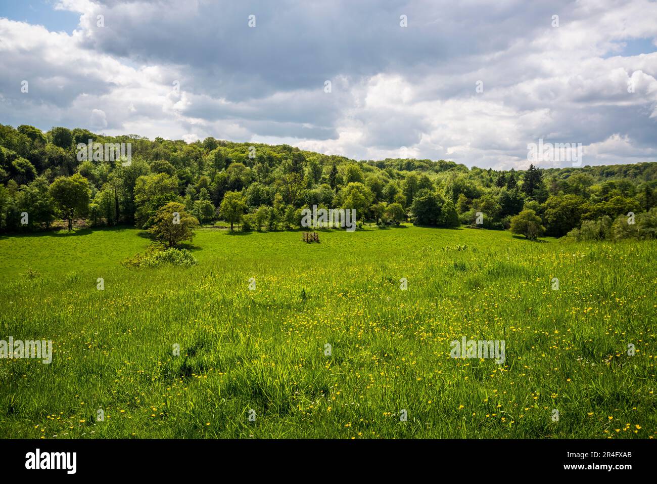 Surrey Hills, designated as Area of Outstanding Natural Beauty, Surrey ...