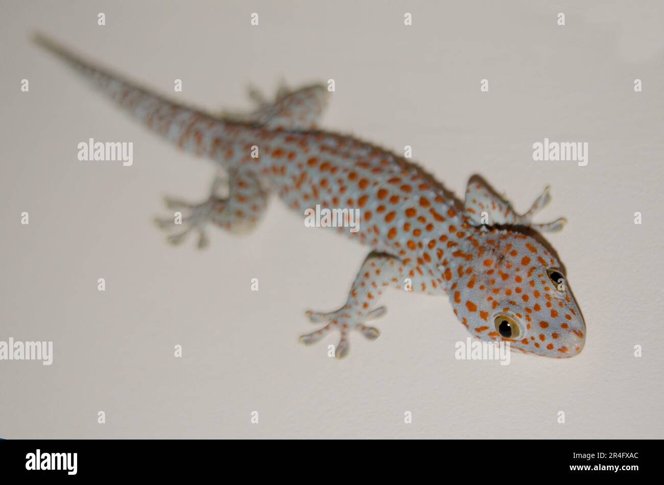 Tokay Gecko, Gekko gecko, Klungkung, Bali, Indonesia Stock Photo - Alamy