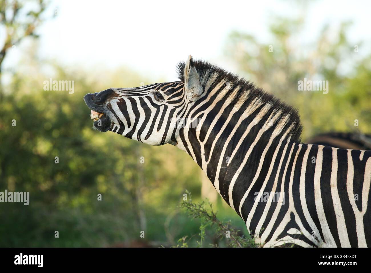 Laughing wildlife hi-res stock photography and images - Alamy