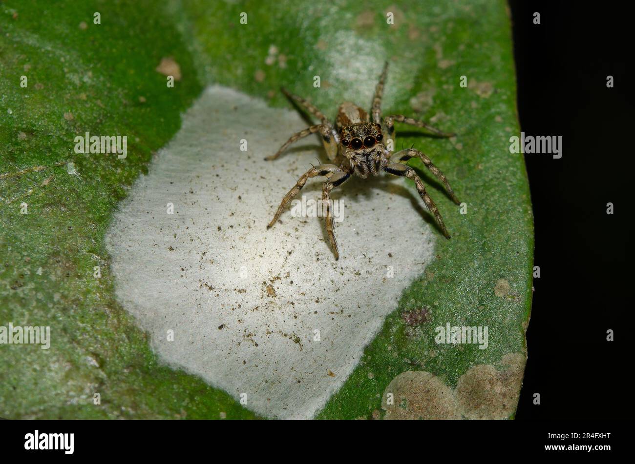 Jumping Spider Cytaea Sp Guarding Egg Case Nest Klungkung Bali