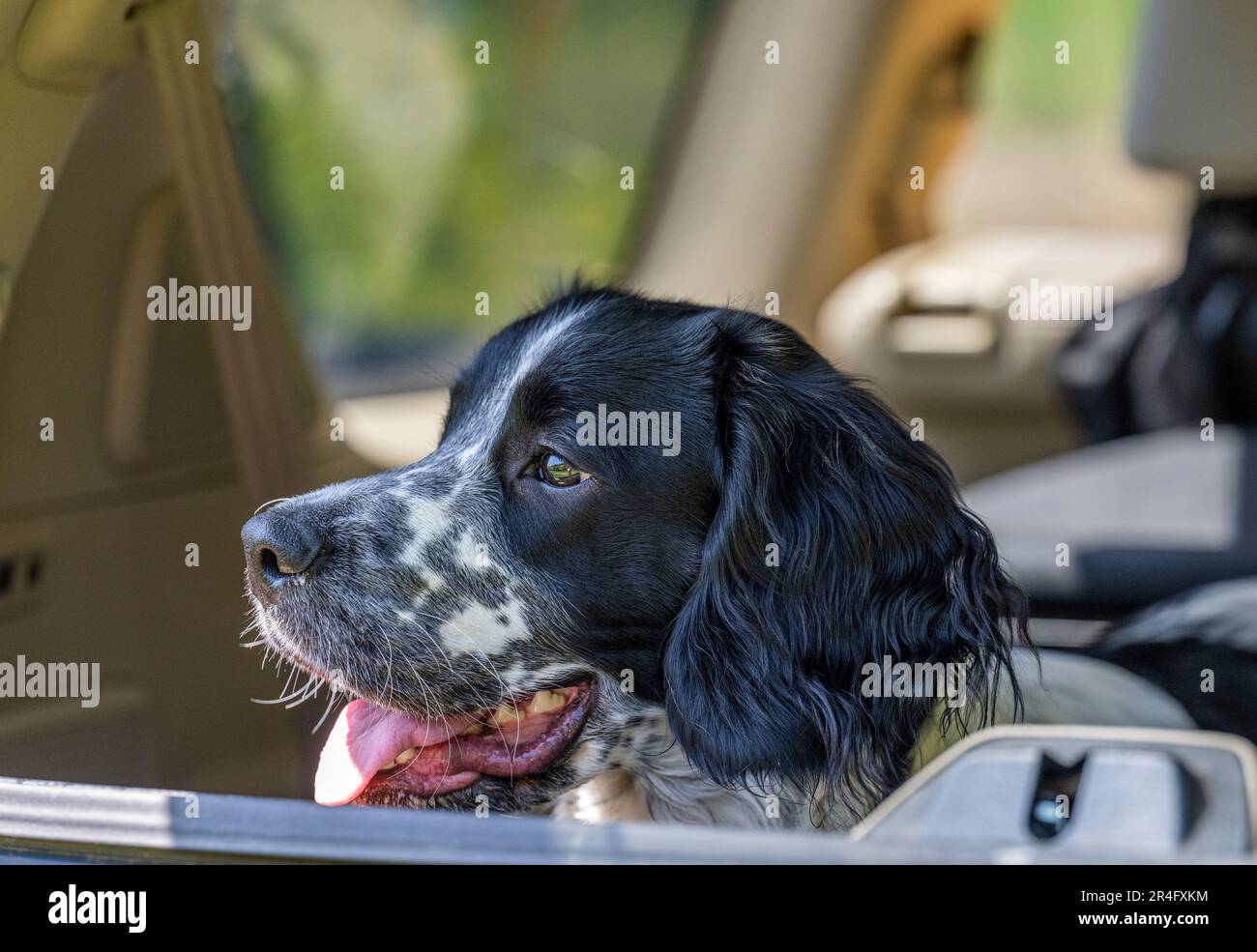 A six month old black and white male English Springer Spaniel on a ...