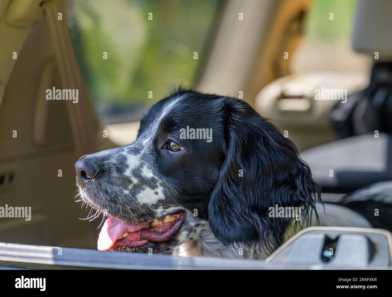 A six month old black and white male English Springer Spaniel on a ...