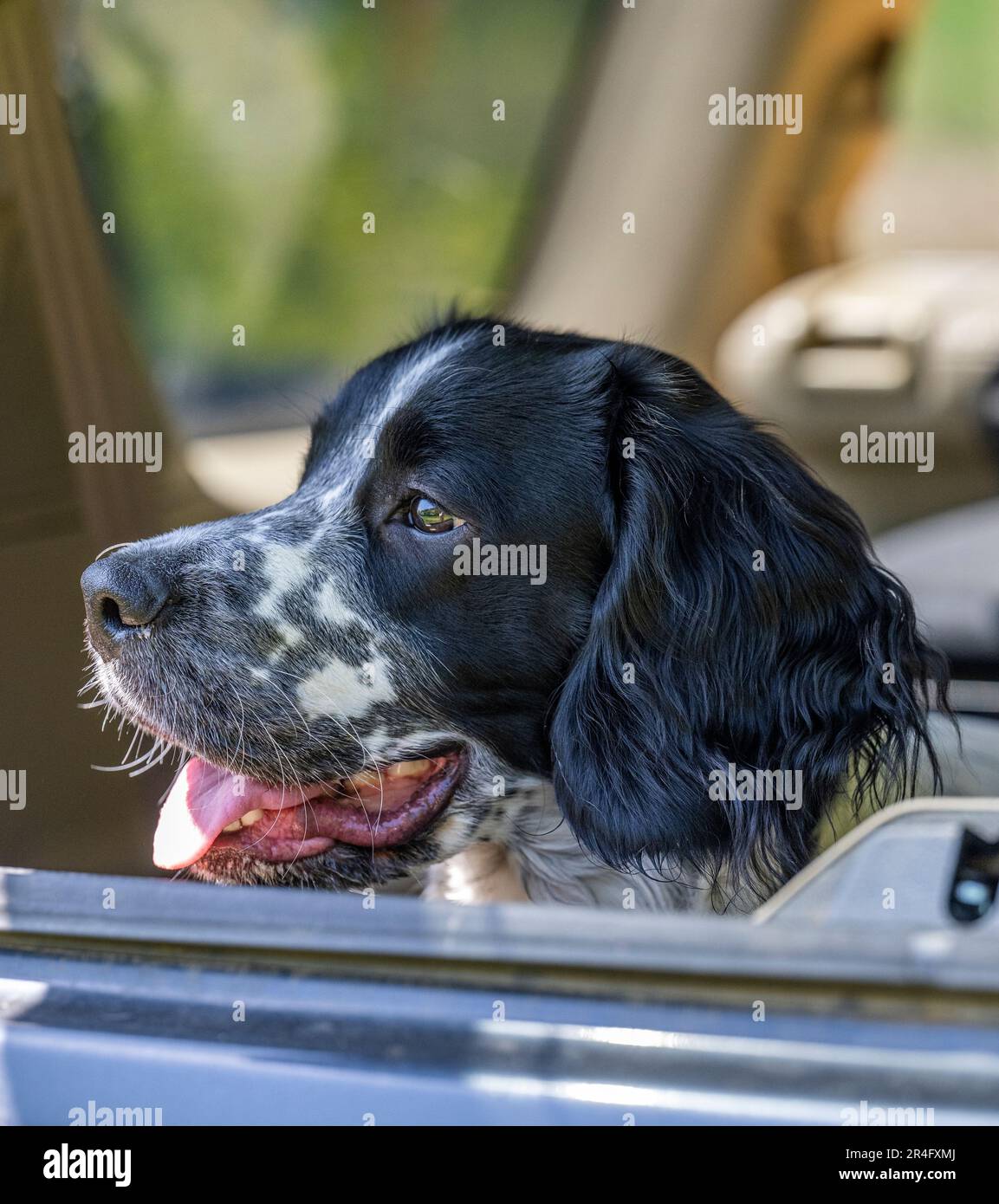 Sitting on truck tailgate hi-res stock photography and images - Alamy