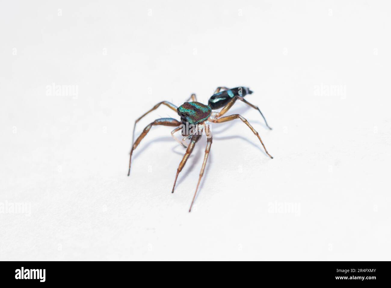 Thiania bhamoensis hi-res stock photography and images - Alamy