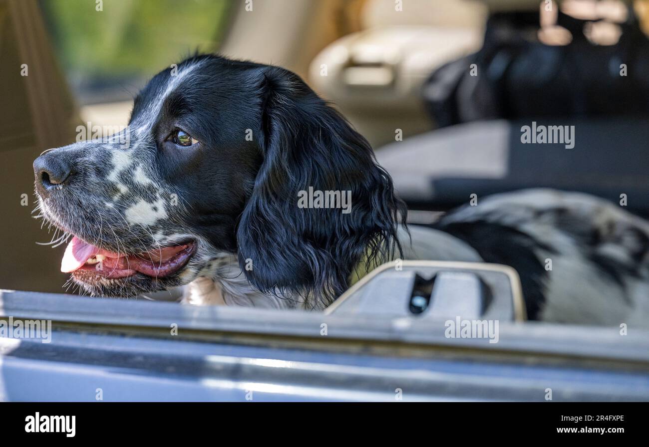 A six month old black and white male English Springer Spaniel on a ...