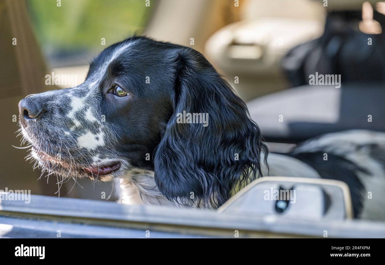 A six month old black and white male English Springer Spaniel on a ...