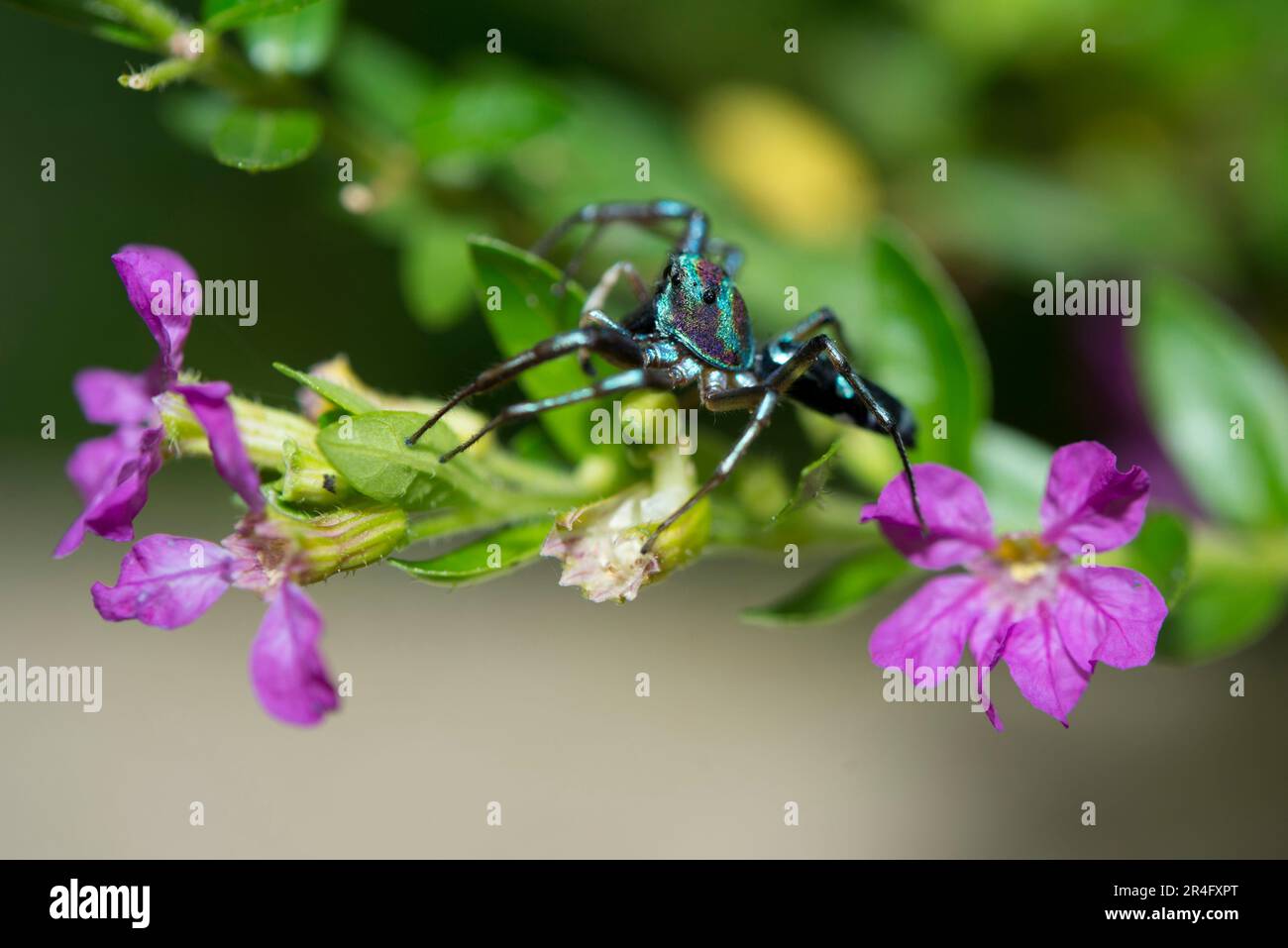 Bhamoensis hi-res stock photography and images - Alamy
