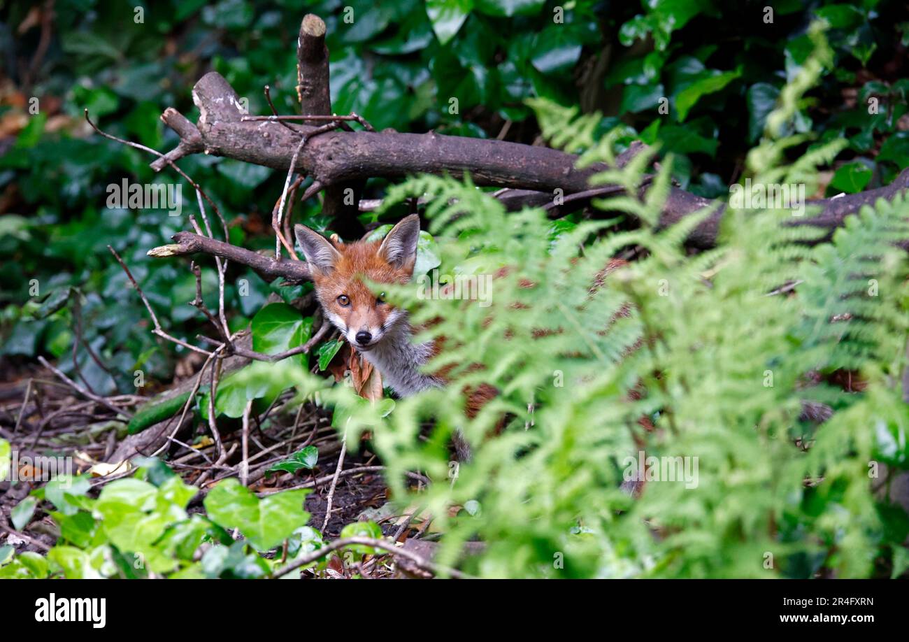 Fox cubs exploring the garden Stock Photo - Alamy