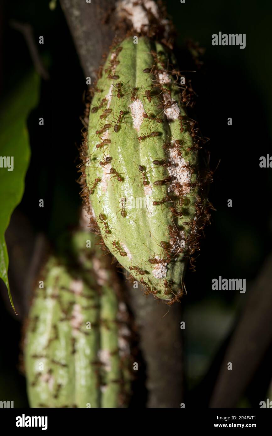 Weaver Ants, Oecophylla sp, guarding white Mealybugs, Pseudococcidae ...