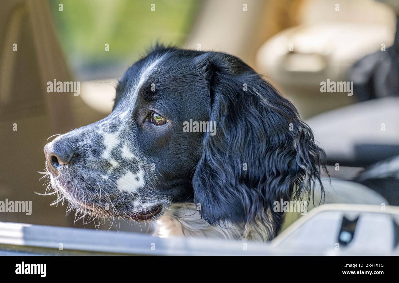 A six month old black and white male English Springer Spaniel on a ...