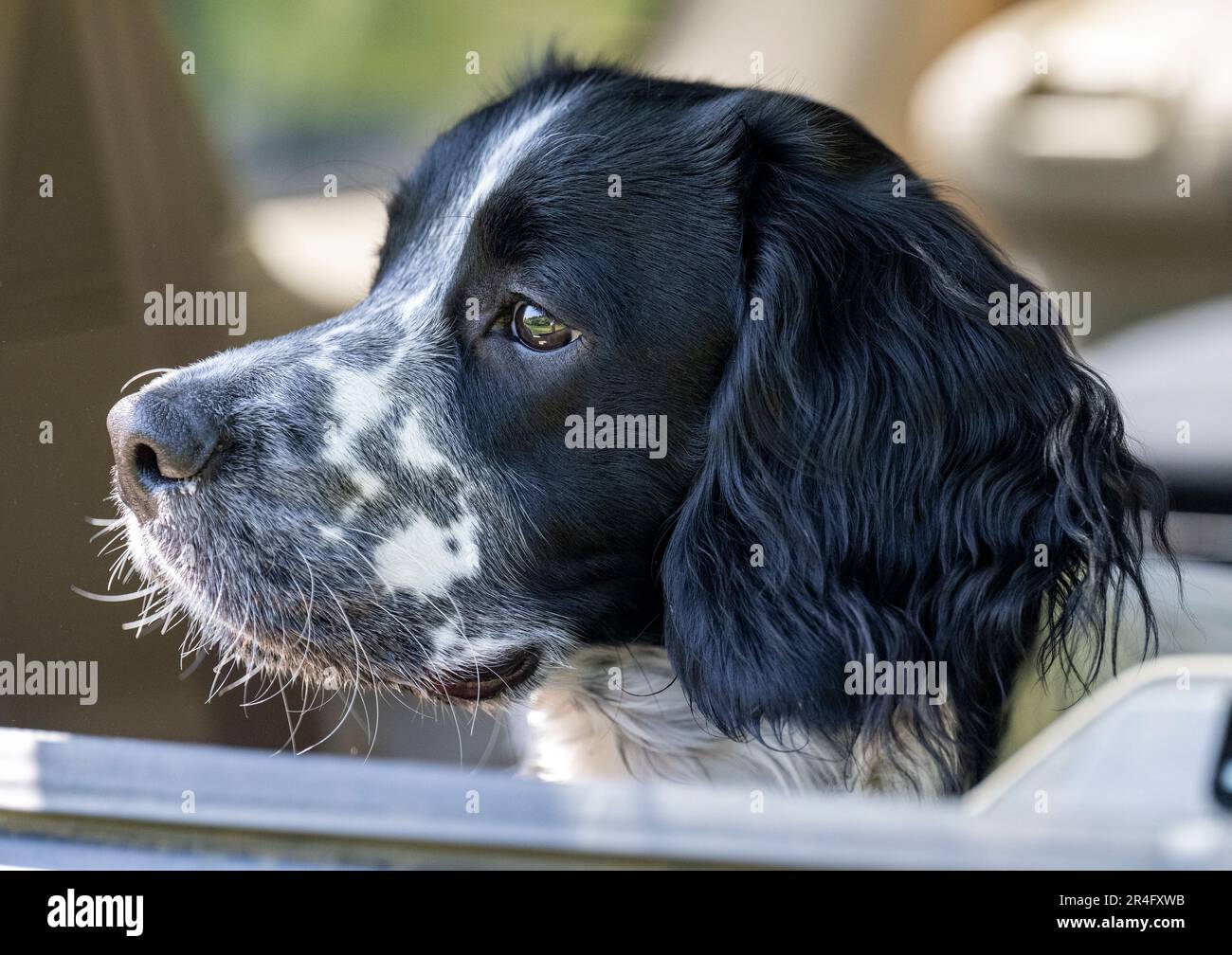 A six month old black and white male English Springer Spaniel on a ...