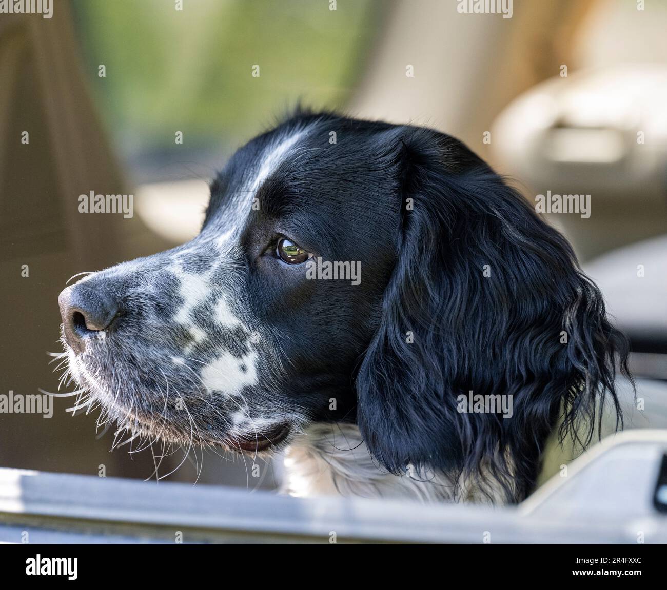 A six month old black and white male English Springer Spaniel on a ...
