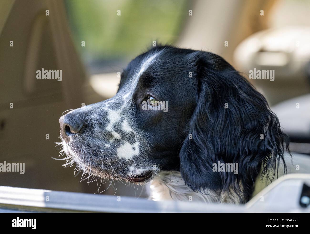 A six month old black and white male English Springer Spaniel on a ...