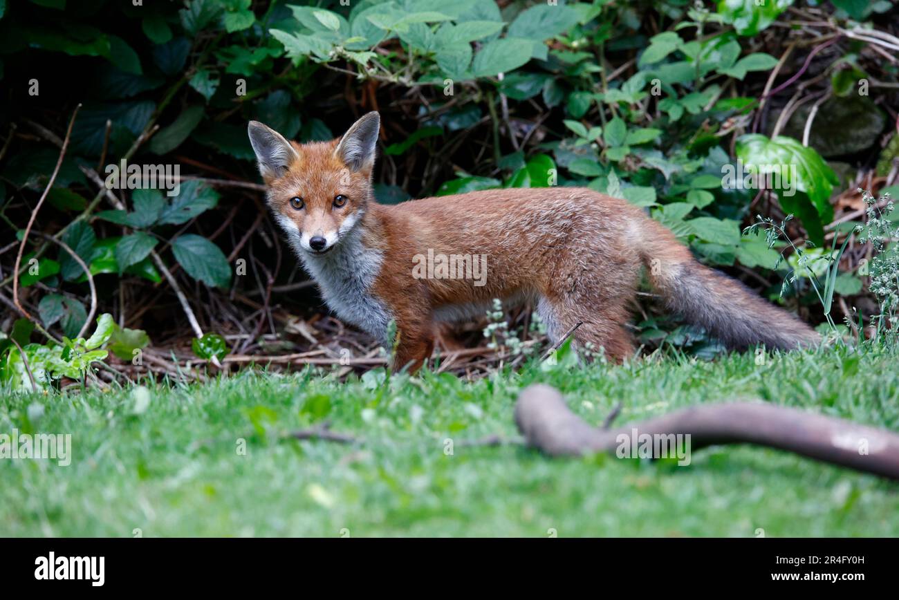 Fox cubs exploring the garden Stock Photo - Alamy