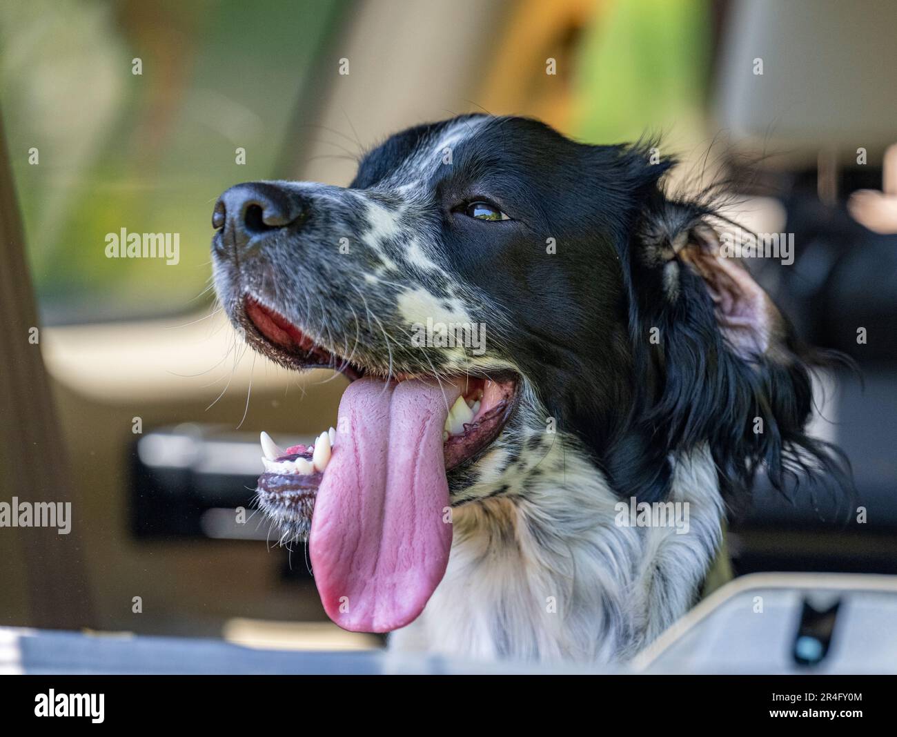 A six month old black and white male English Springer Spaniel on a ...