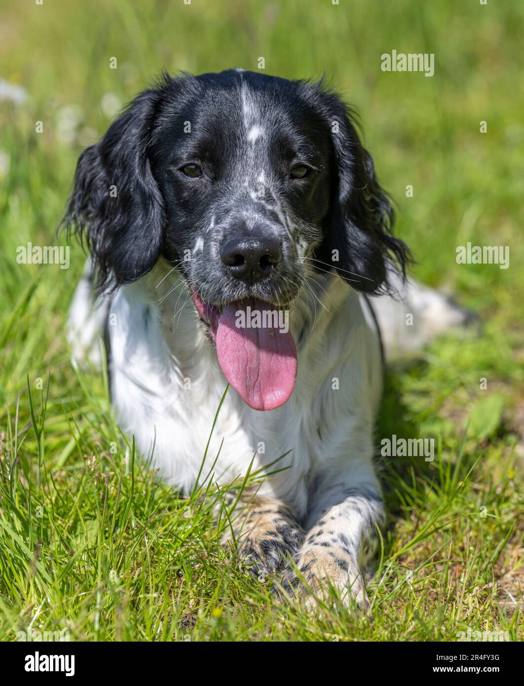 A six month old black and white male English Springer Spaniel on a ...