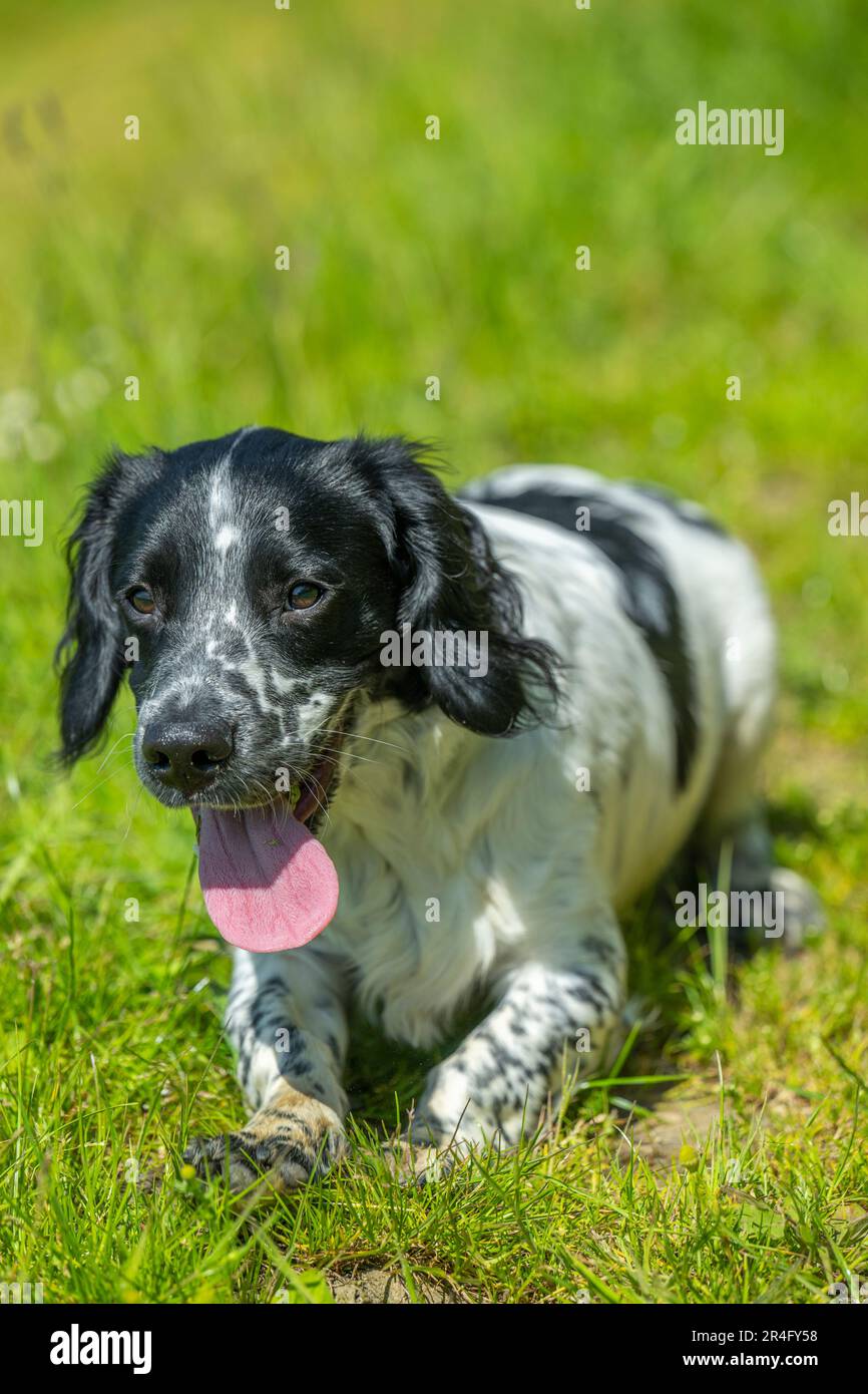A six month old black and white male English Springer Spaniel on a ...